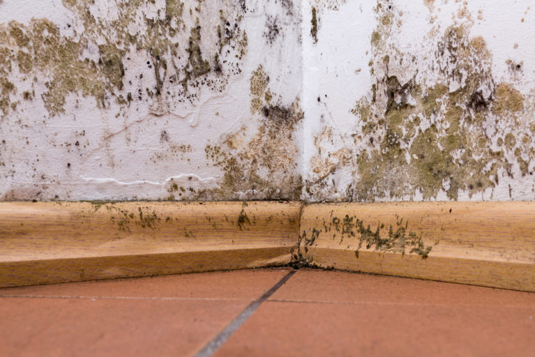 A Comprehensive Guide To Mould - Insulation Essentials